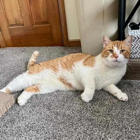 Simba - Heart For Animals